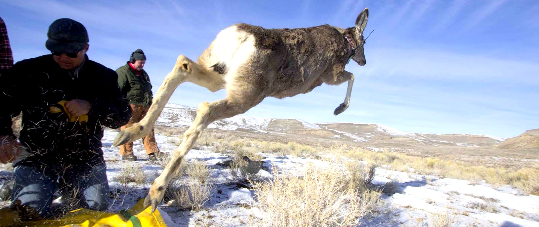 Advanced Telemetry Systems - Fish and Wildlife Tracking Solutions